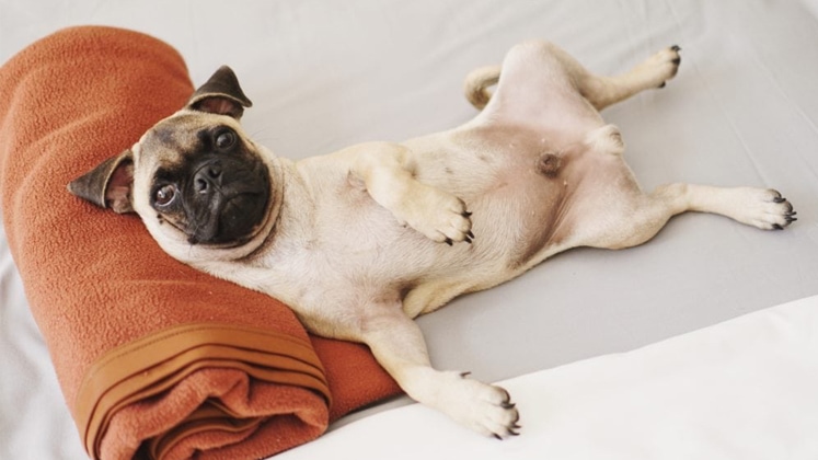 Homepage [superwhiskers.com]